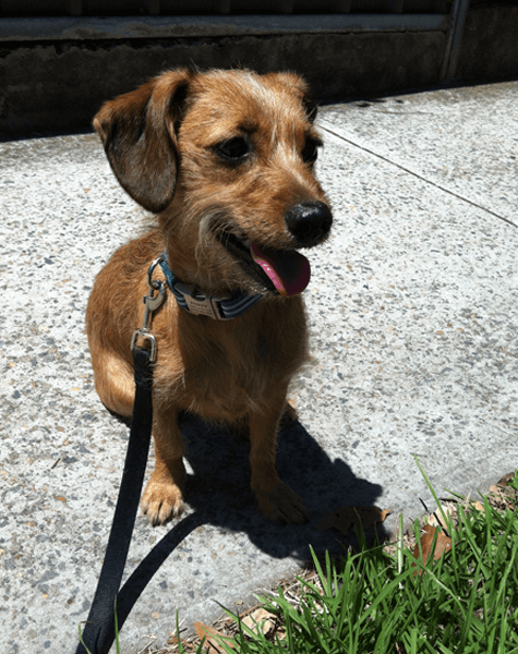 POPPY - Dog Walking Sydney